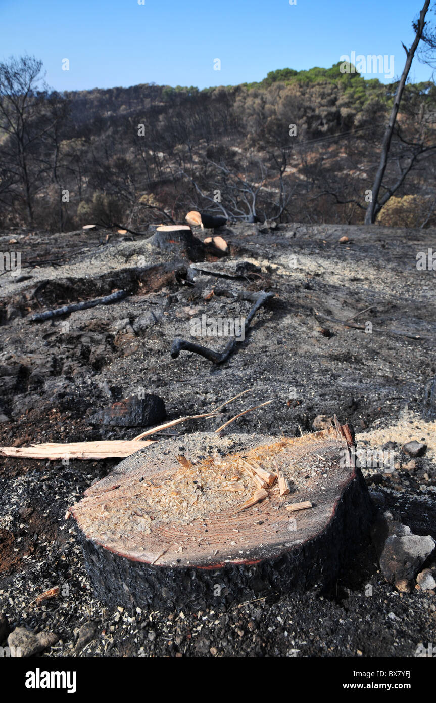 After the flames died down forest rangers are clearing away dead trees ...