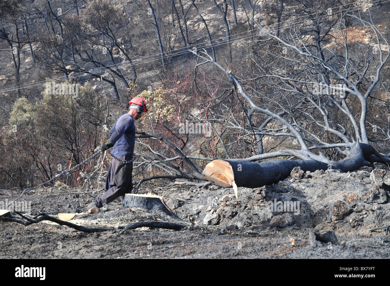 After the flames died down forest rangers are clearing away dead trees ...