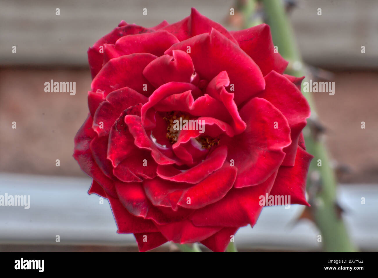 Hdr Rose High Resolution Stock Photography and Images - Alamy