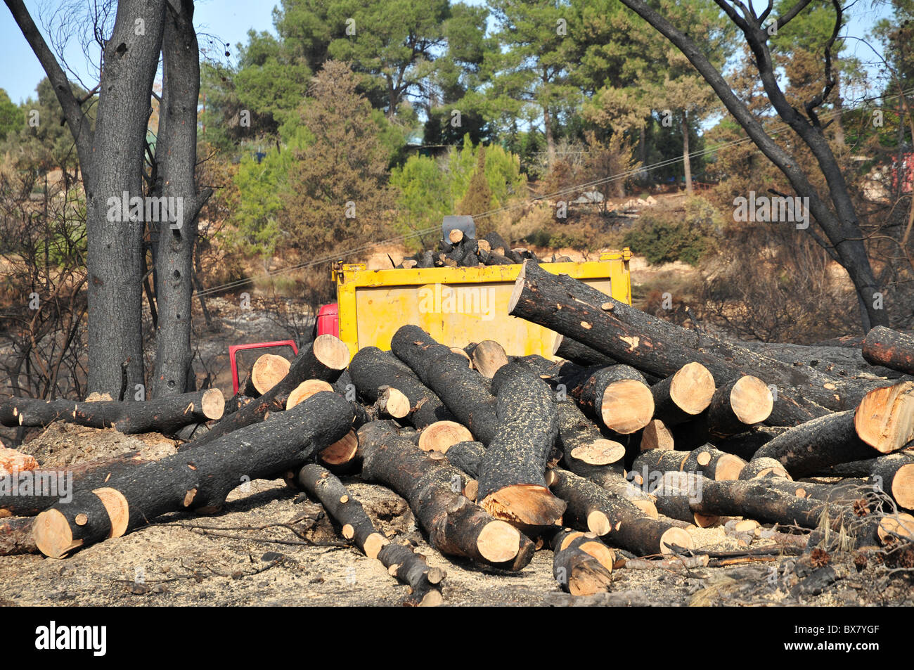 After the flames died down forest rangers are clearing away dead trees ...