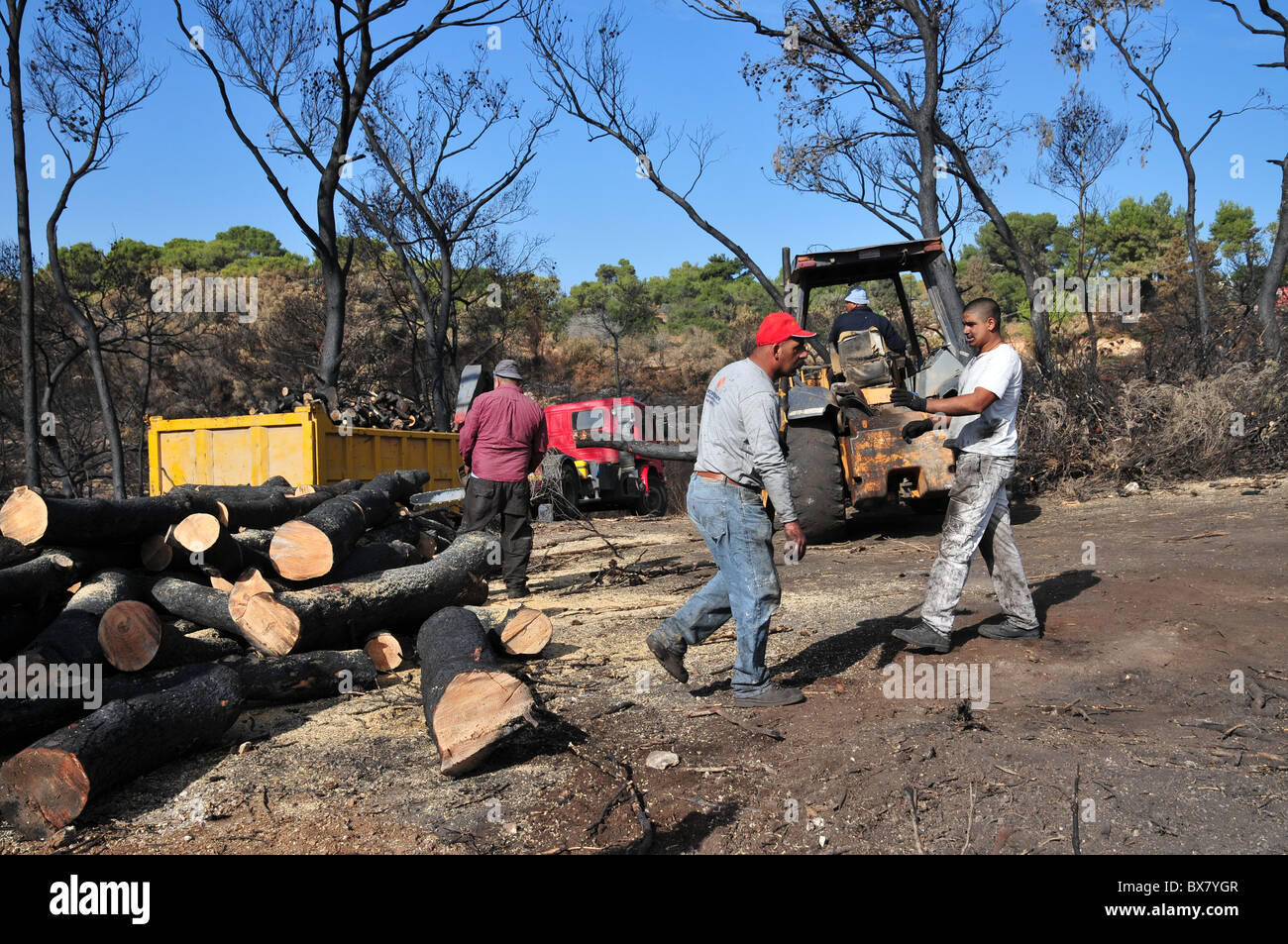 After the flames died down forest rangers are clearing away dead trees ...