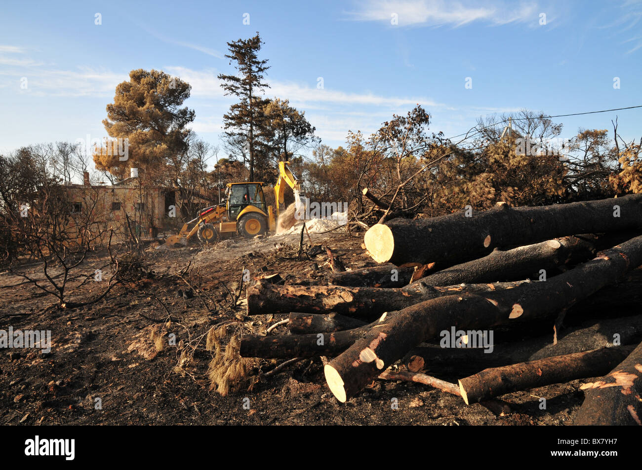 After the flames died down forest rangers are clearing away dead trees ...