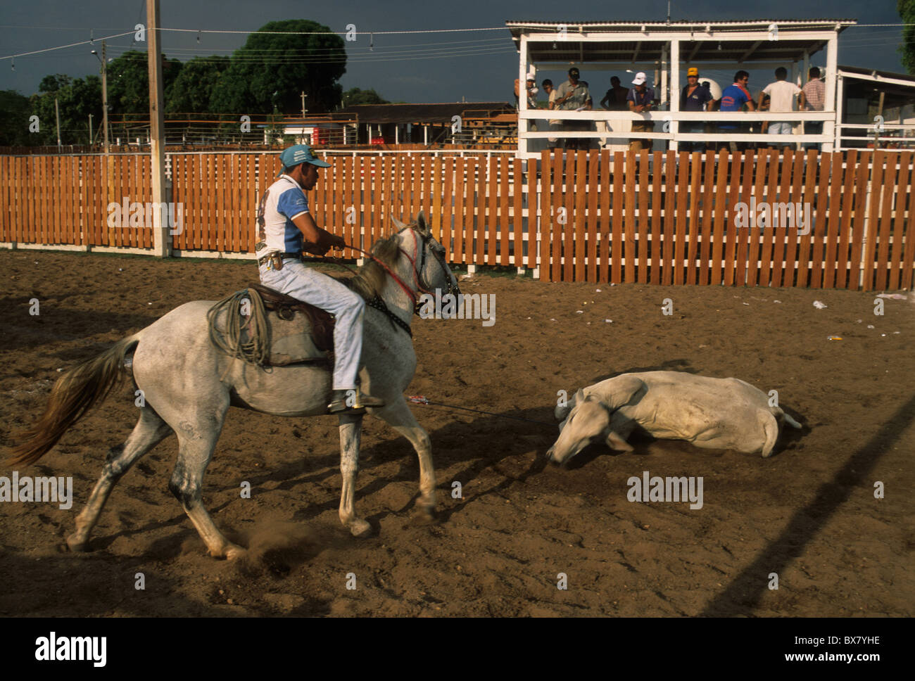 Rider participating in rodeo ALENQUER State of Pará. BRAZIL (Amazon ...