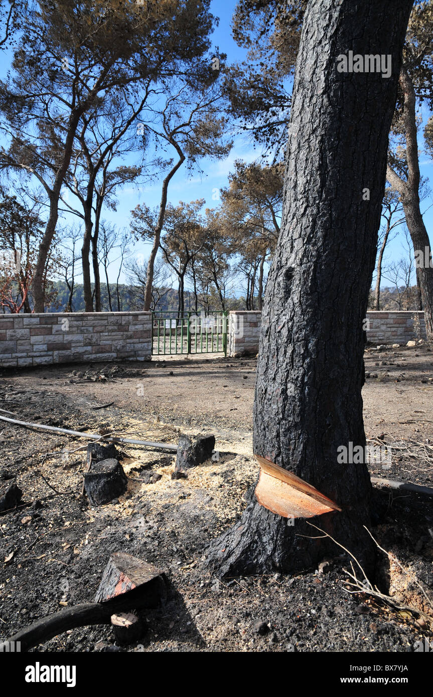 After the flames died down forest rangers are clearing away dead trees ...