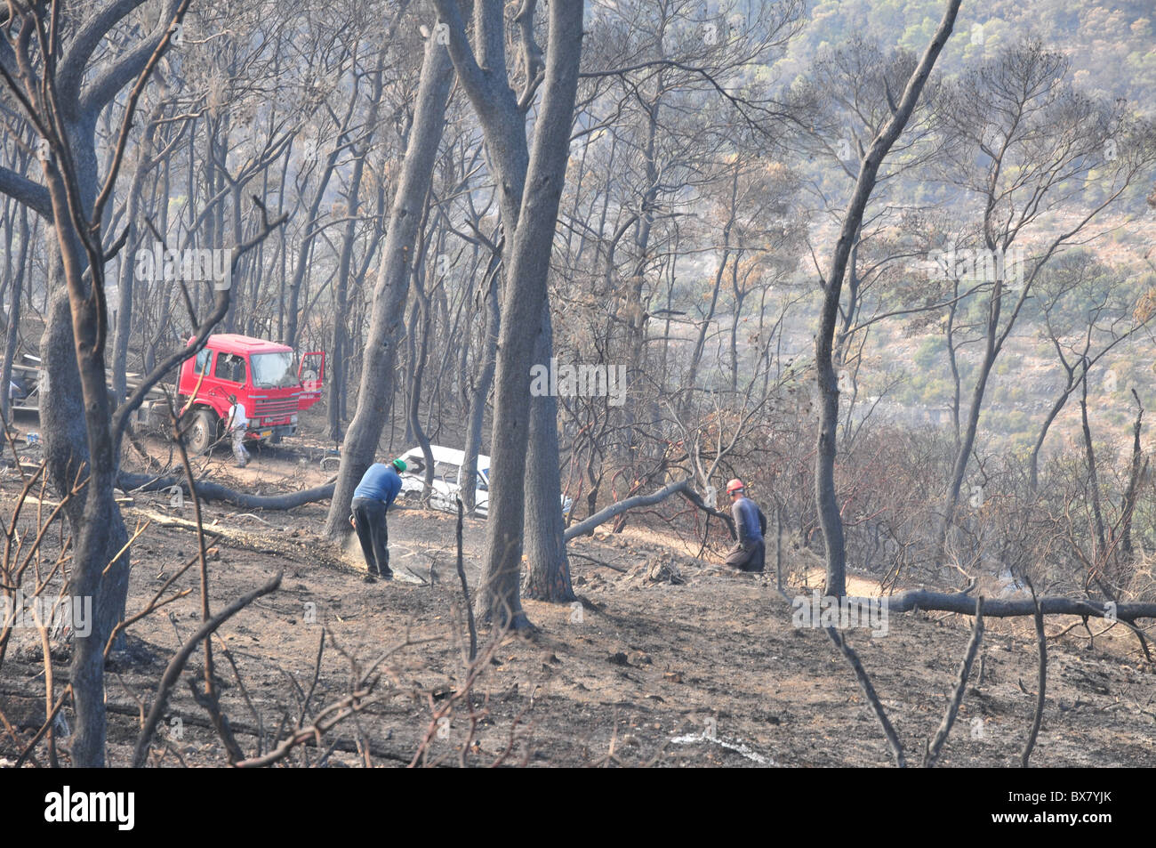 After the flames died down forest rangers are clearing away dead trees ...
