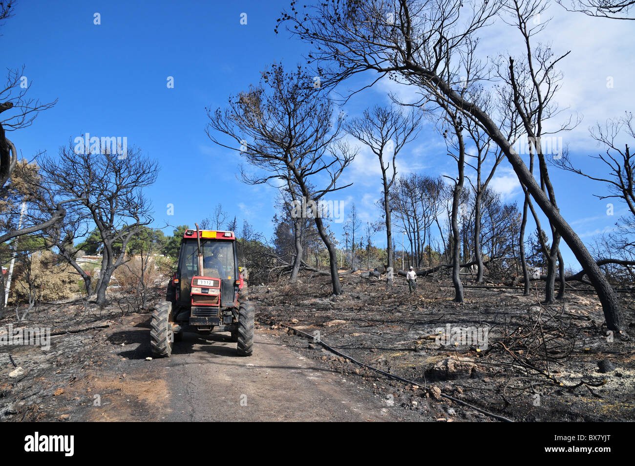 After the flames died down forest rangers are clearing away dead trees ...
