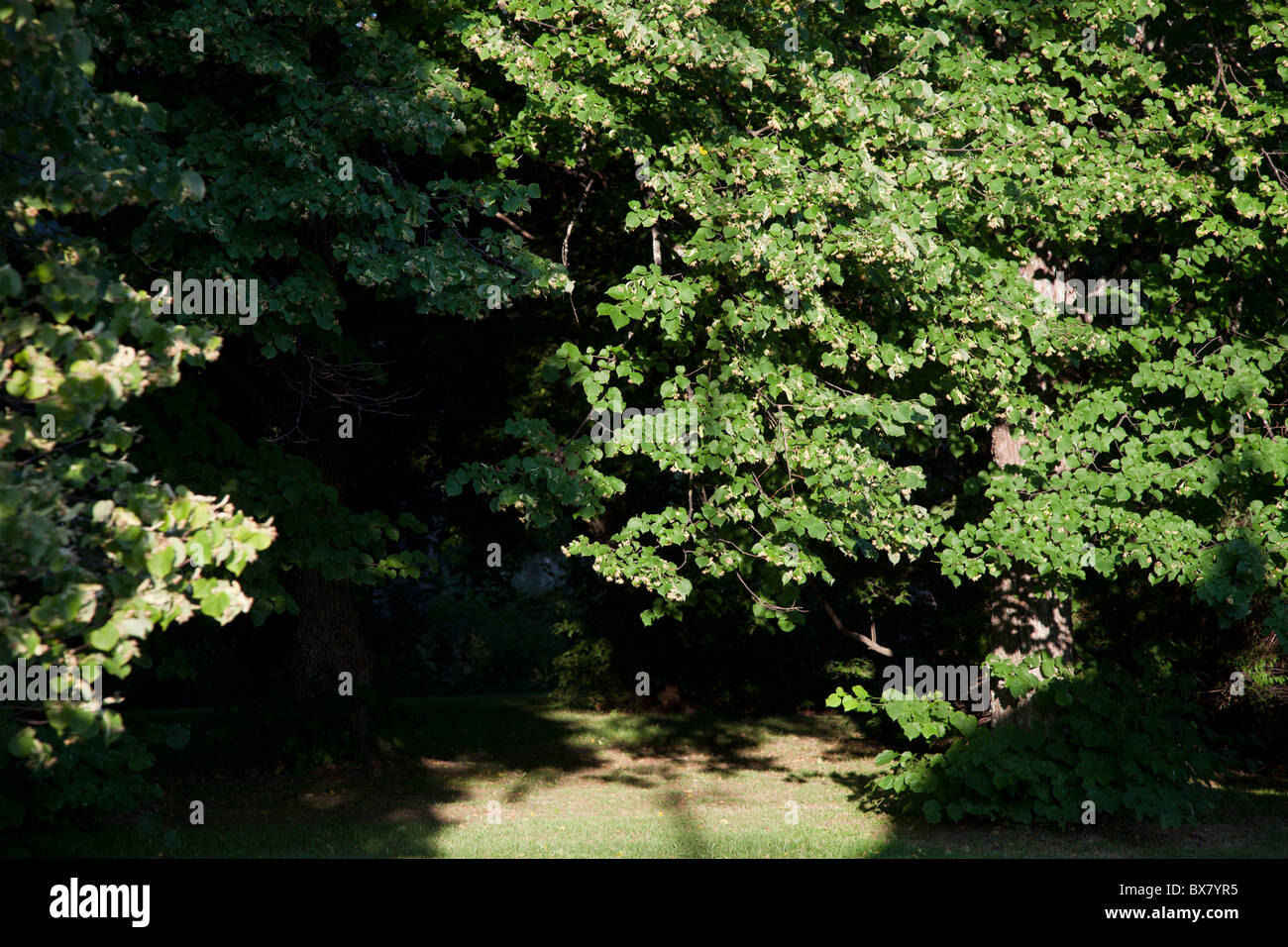 Shadow shade underneath trees Stock Photo - Alamy