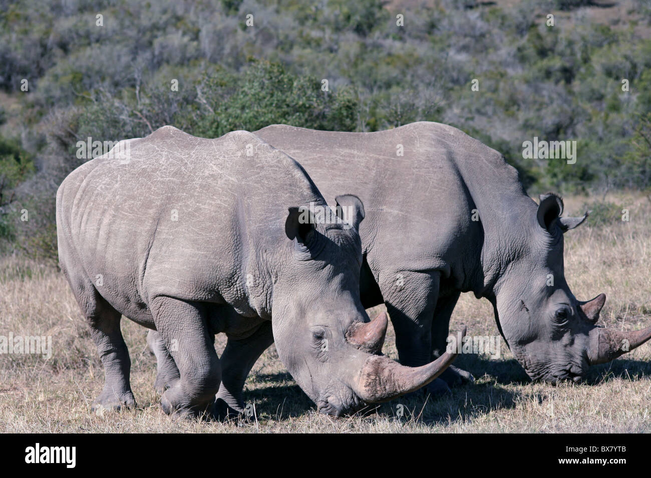 Rhino at Mpongo Park Stock Photo - Alamy