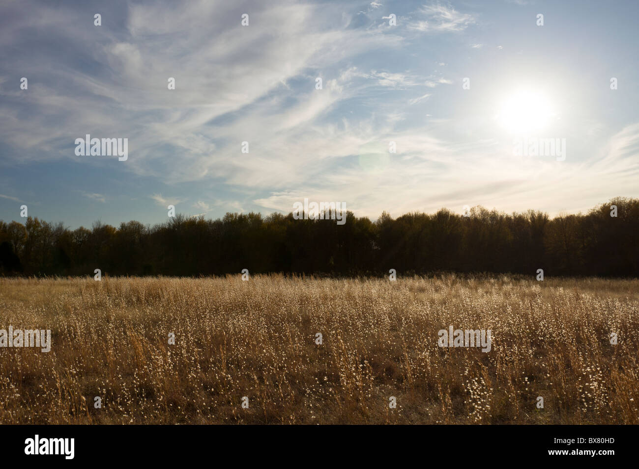Hazy sun over field of wild grass and cloudy blue at Spiro Mounds ...