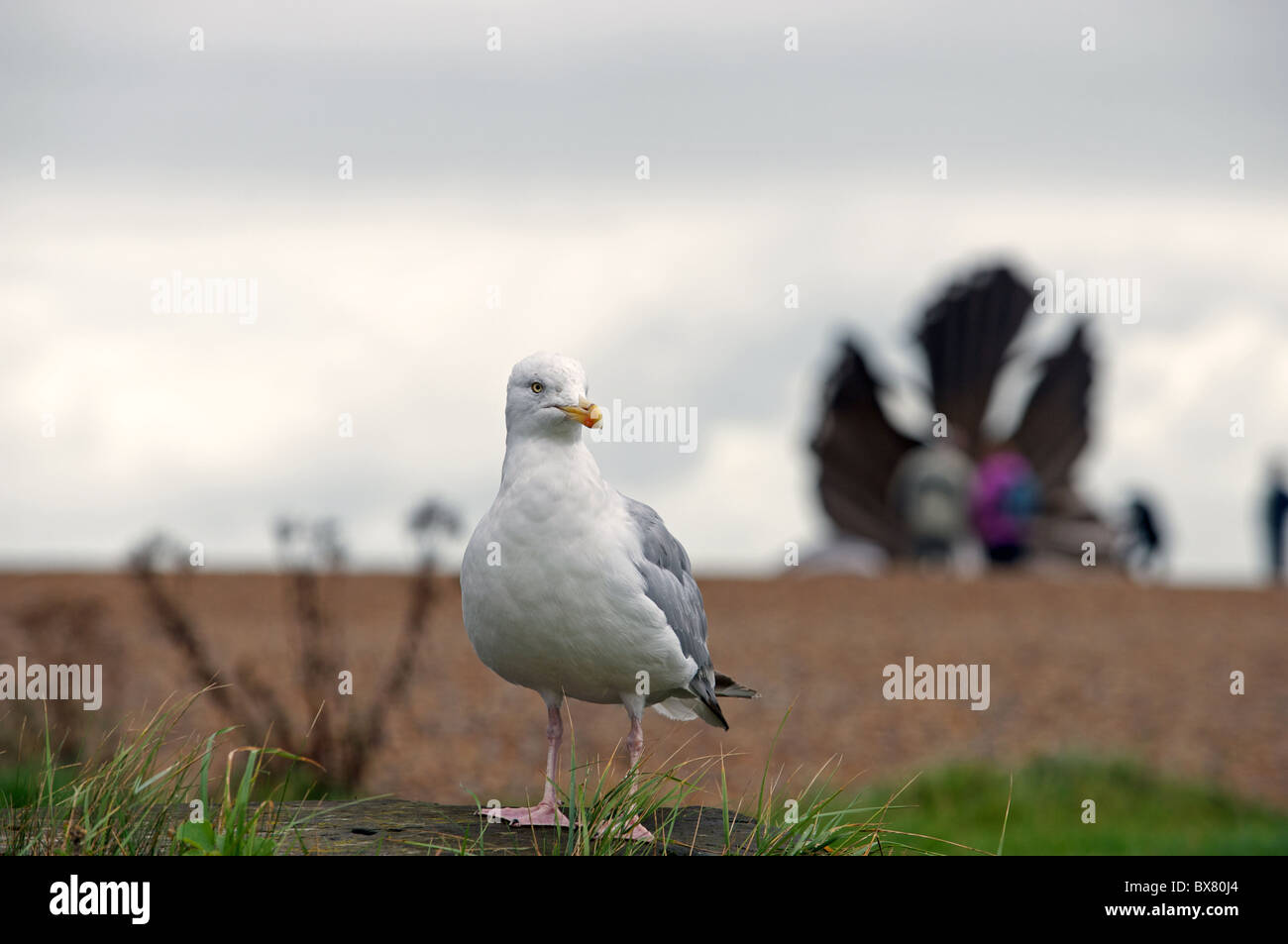 Marine seagull hi-res stock photography and images - Alamy