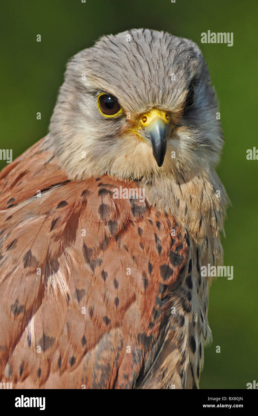 Winging to camera hi-res stock photography and images - Alamy