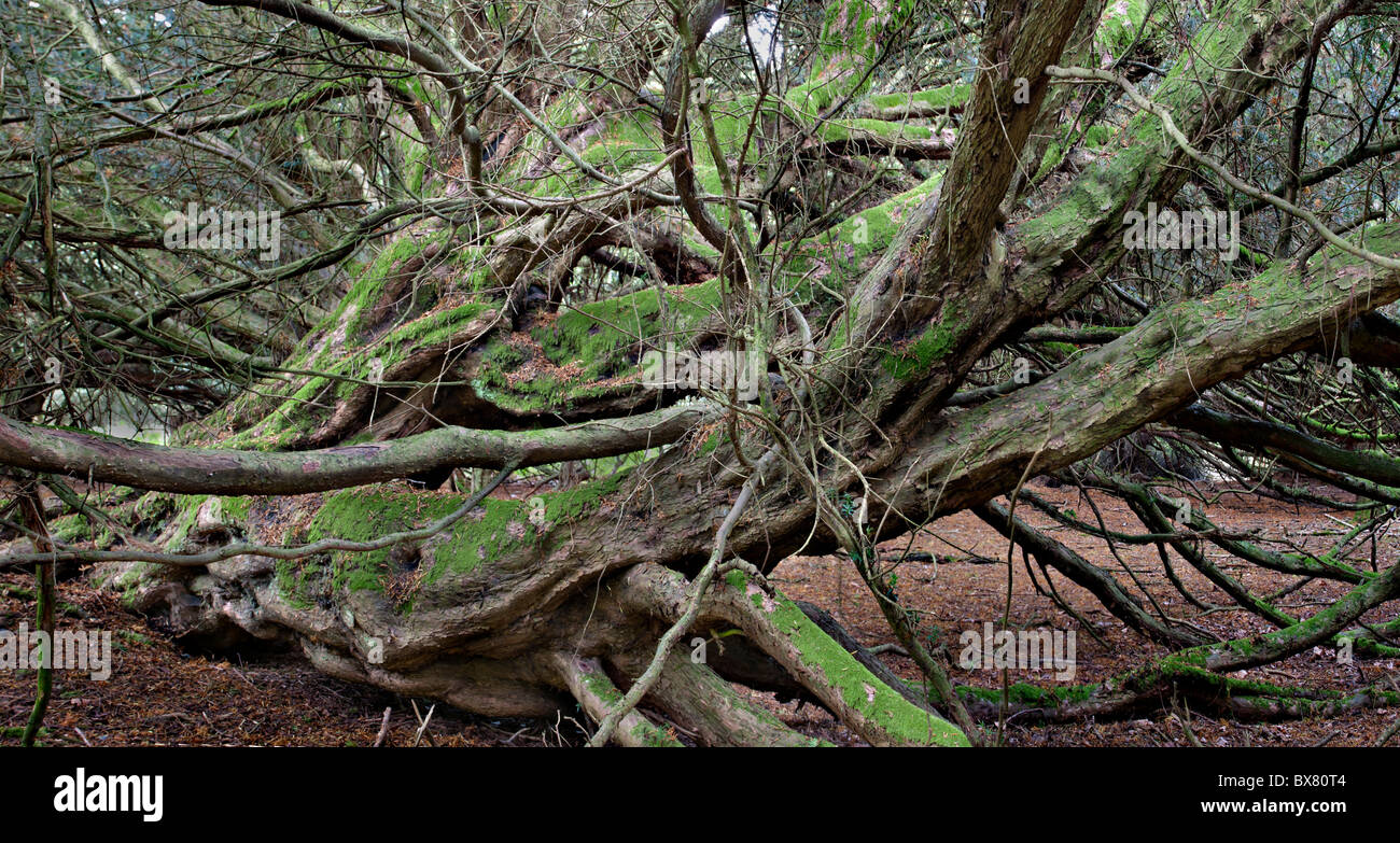 Fallen yew tree hi-res stock photography and images - Alamy