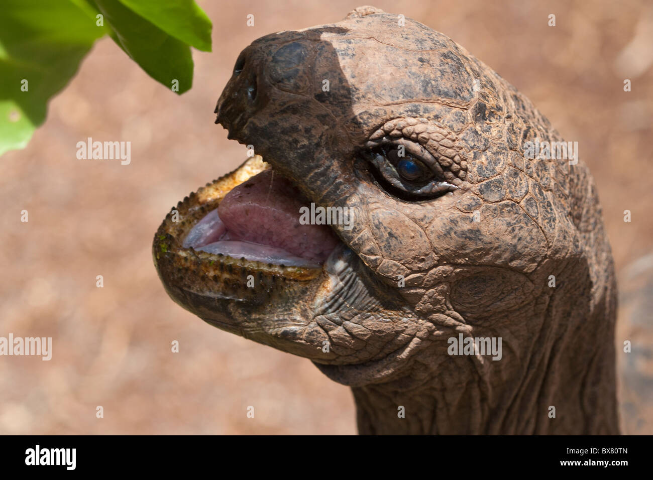 Head of Giant Tortoise Mauritius Africa Stock Photo - Alamy