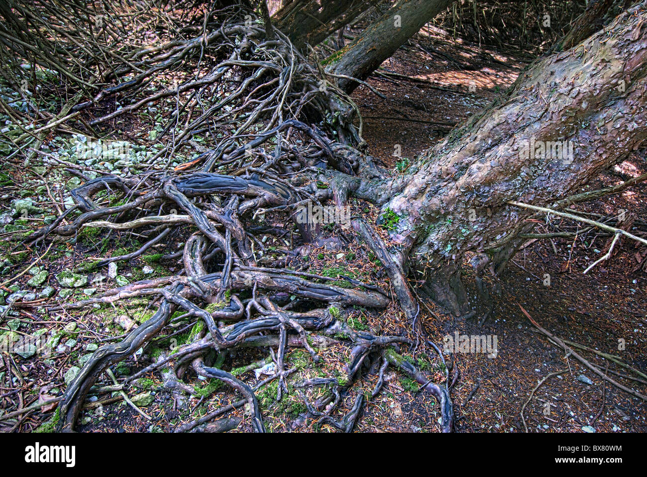 Kingley Vale West Sussex Yew Trees High Resolution Stock Photography ...