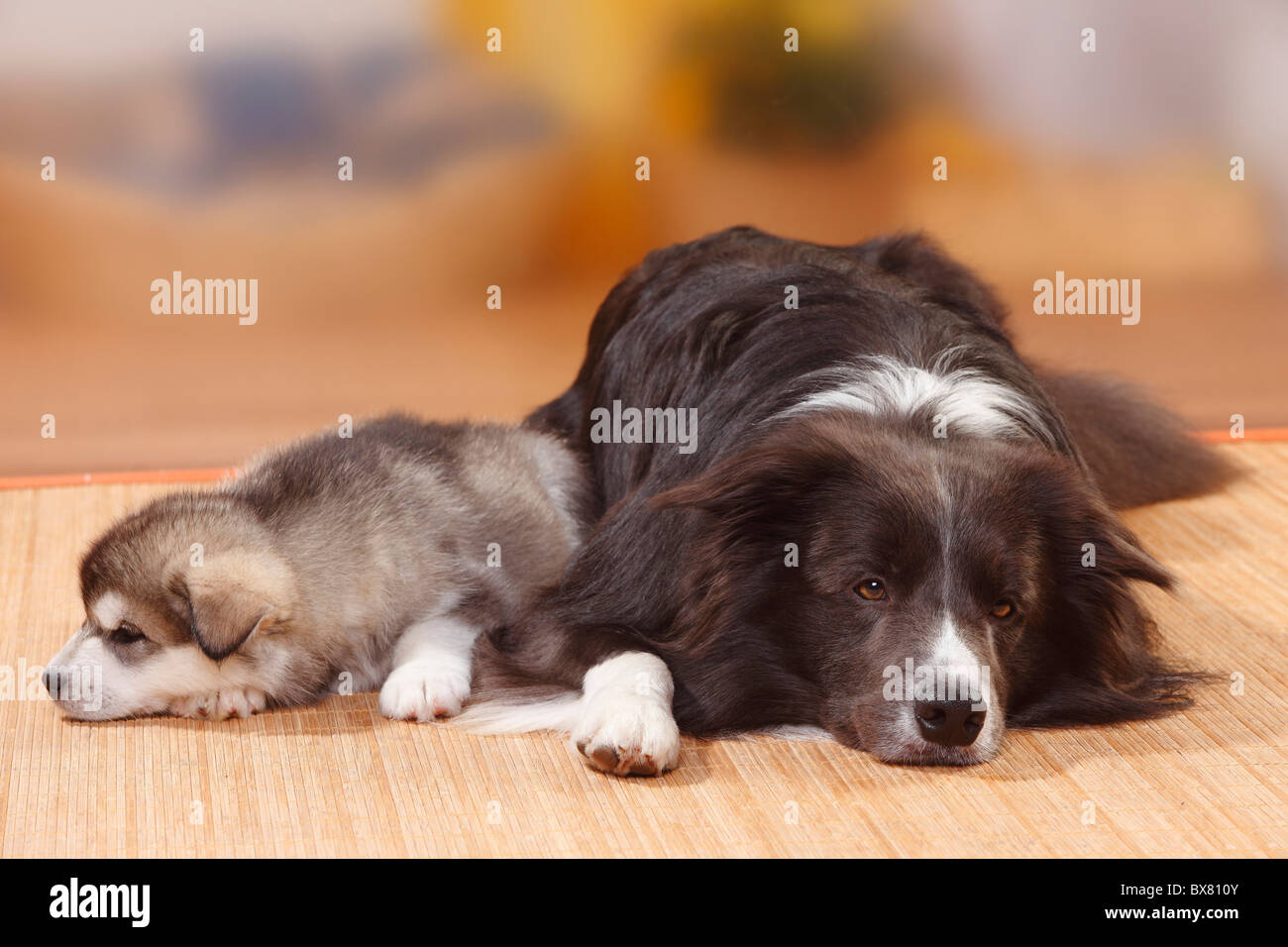 Alaskan malamute dogs hi-res stock photography and images - Alamy