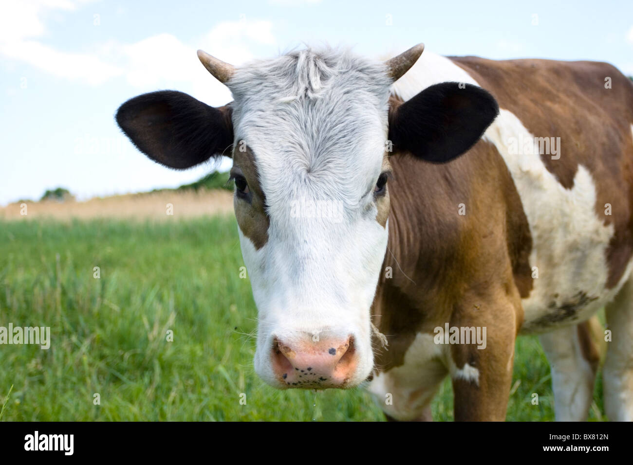 Cow looks at you Stock Photo - Alamy