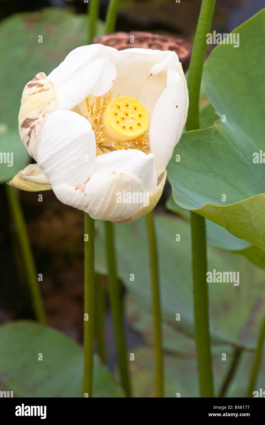 Sacred Lotus Flower Nelumbo nucifera Stock Photo - Alamy