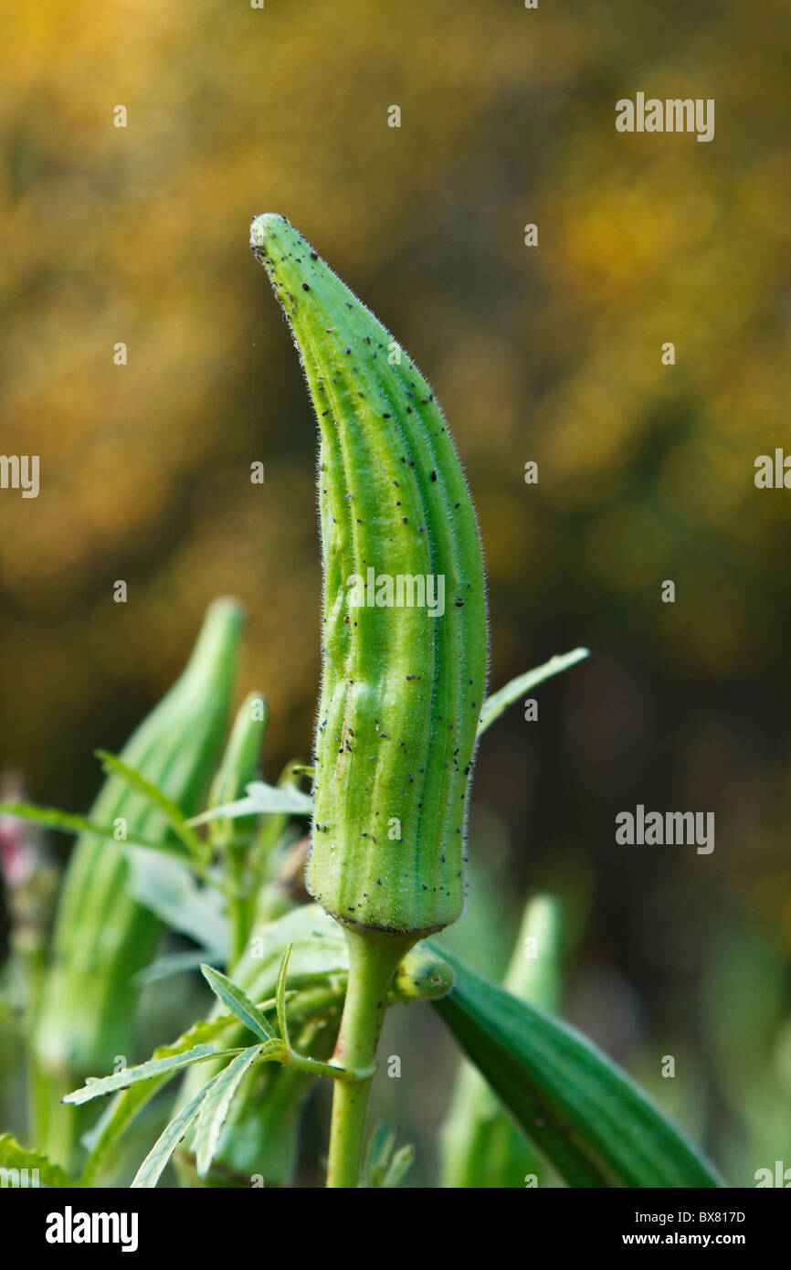 Aphids on hibiscus hi-res stock photography and images - Alamy
