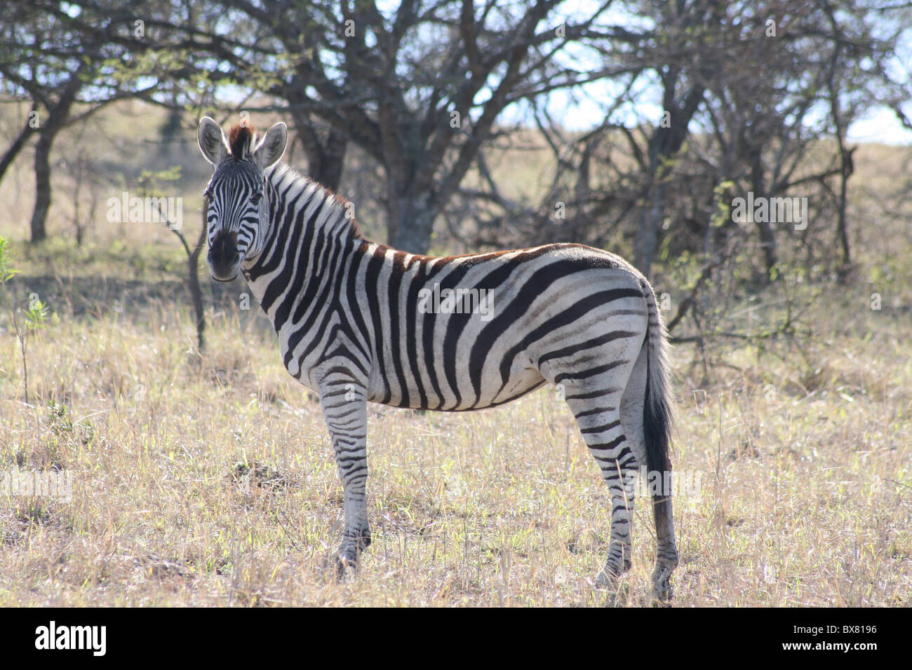 Zebra at Mpongo Park Stock Photo - Alamy