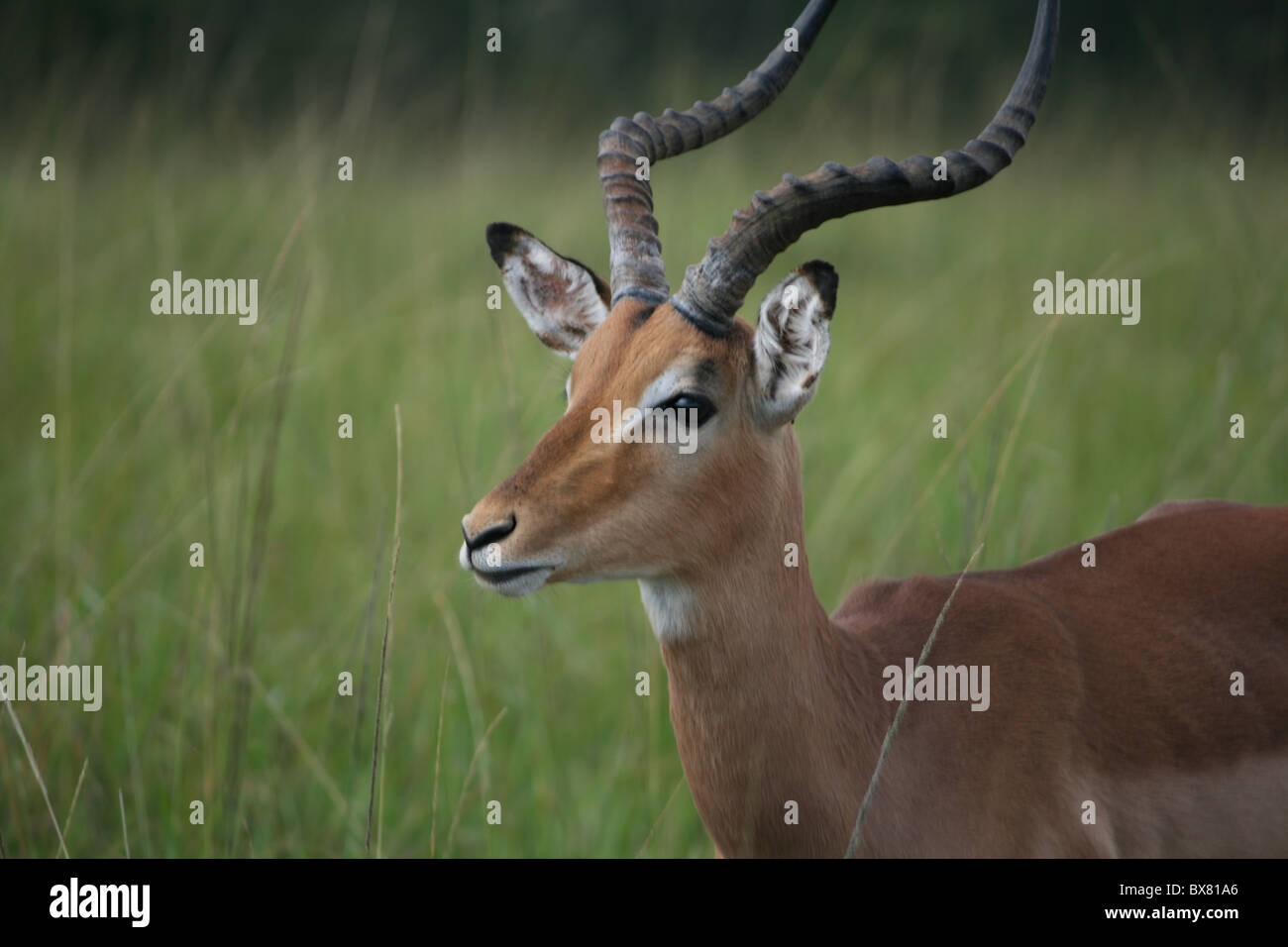 Impala Ram at Mpongo Park Stock Photo - Alamy
