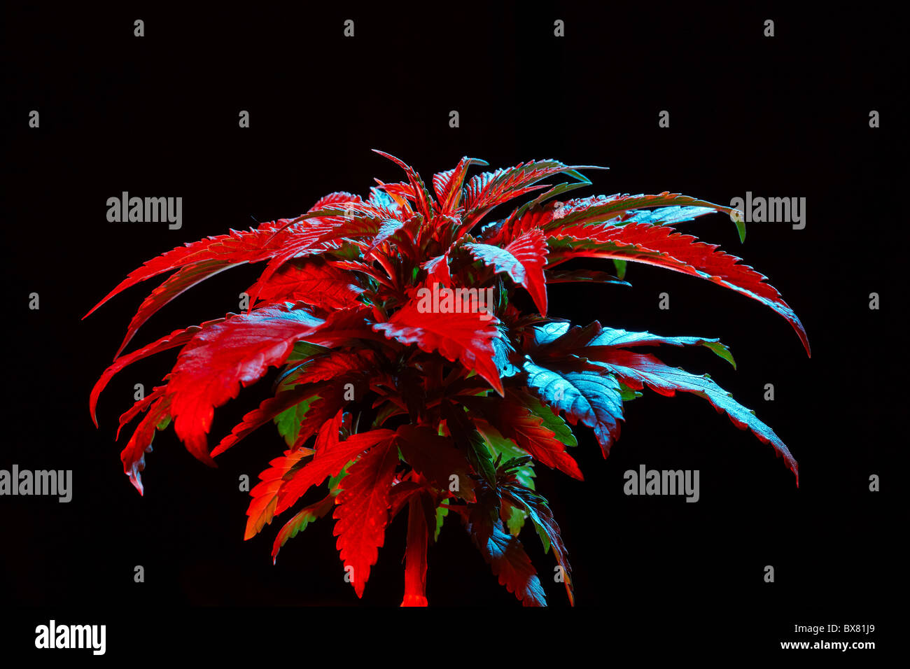 Marijuana plant hi-res stock photography and images - Alamy