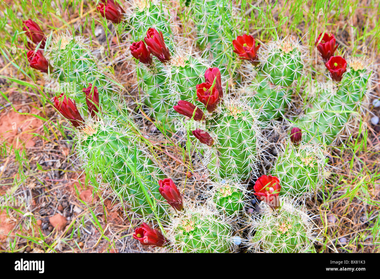 Cacti flowers hi-res stock photography and images - Alamy