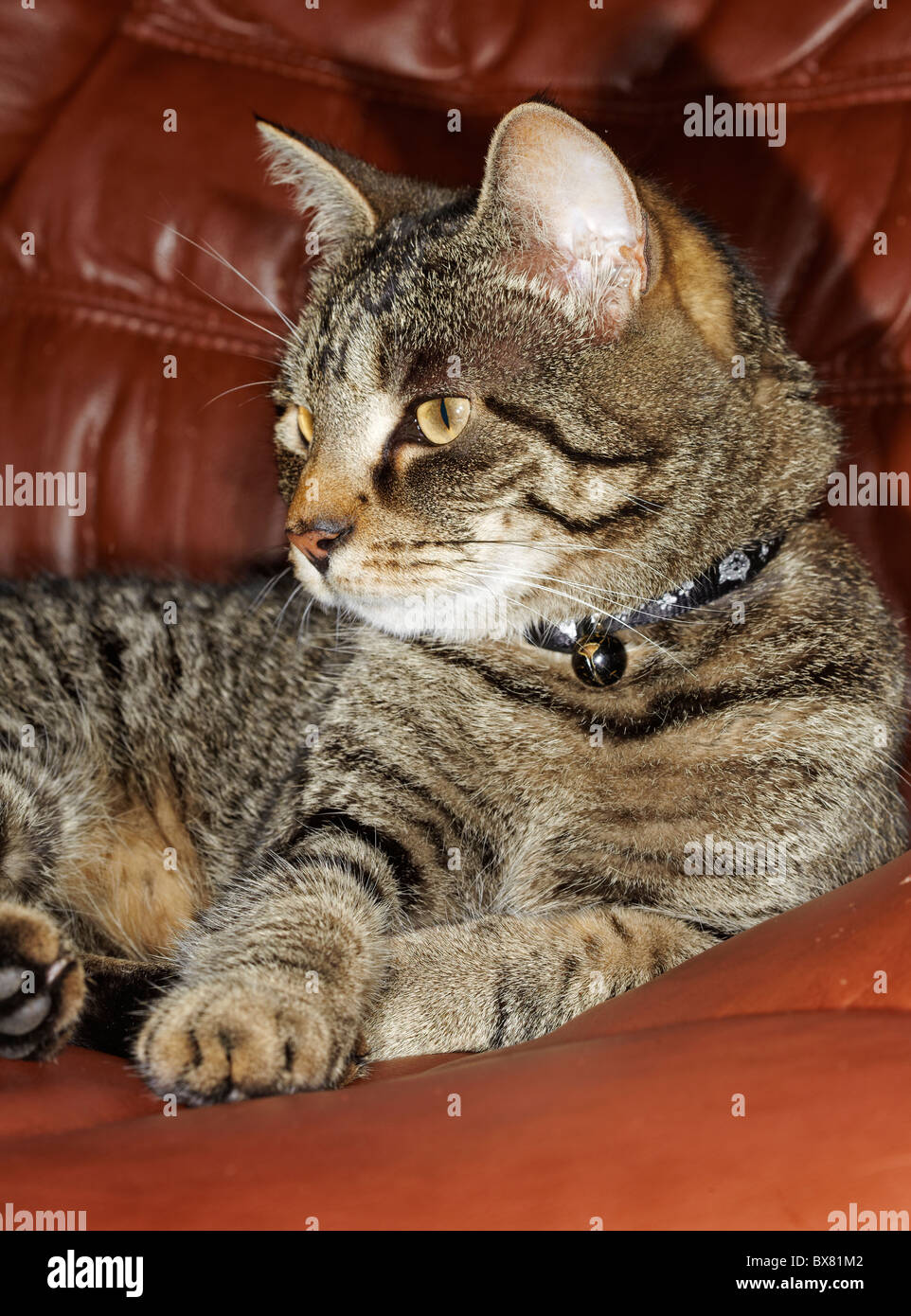 Domestic Tabby Cat Stock Photo - Alamy