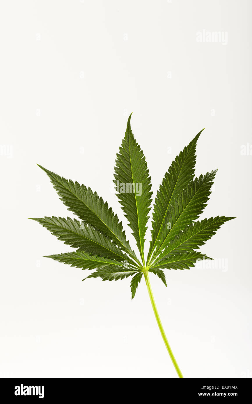Cannabis leaf hi-res stock photography and images - Alamy