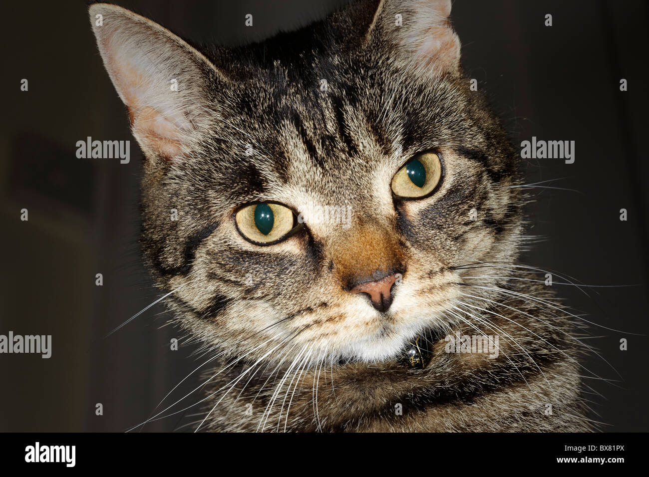 Domestic Tabby Cat Stock Photo - Alamy