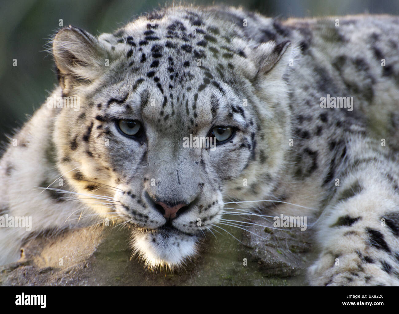 Male snow leopard (headshot Stock Photo - Alamy