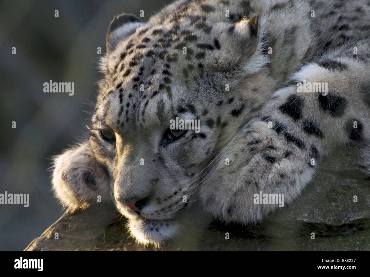 Leopard headshot hi-res stock photography and images - Alamy