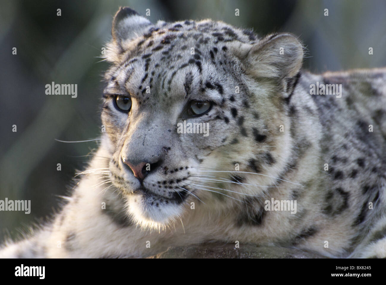 Male snow leopard (headshot Stock Photo - Alamy