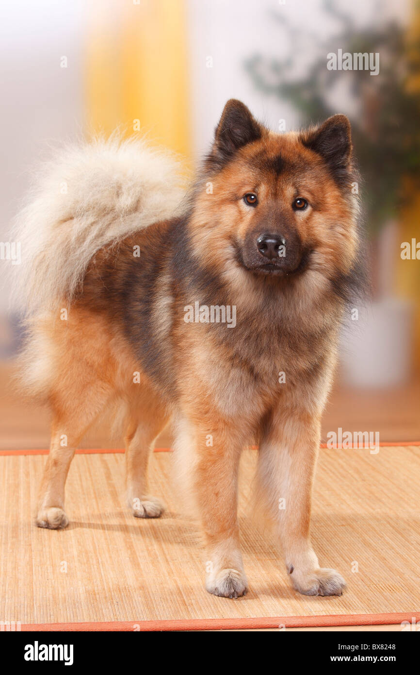 Eurasier male hi-res stock photography and images - Alamy