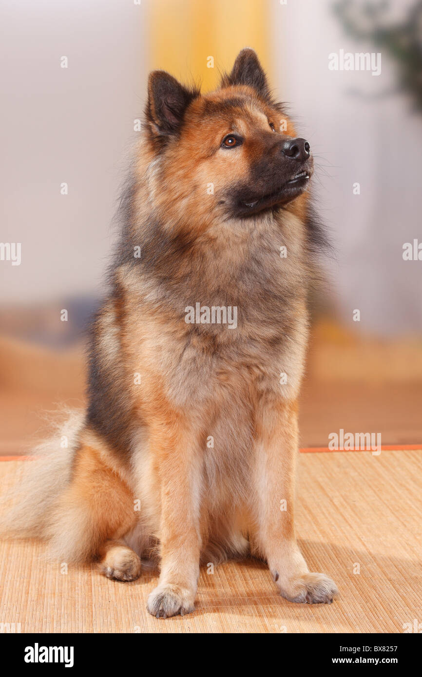 Eurasier male hi-res stock photography and images - Alamy