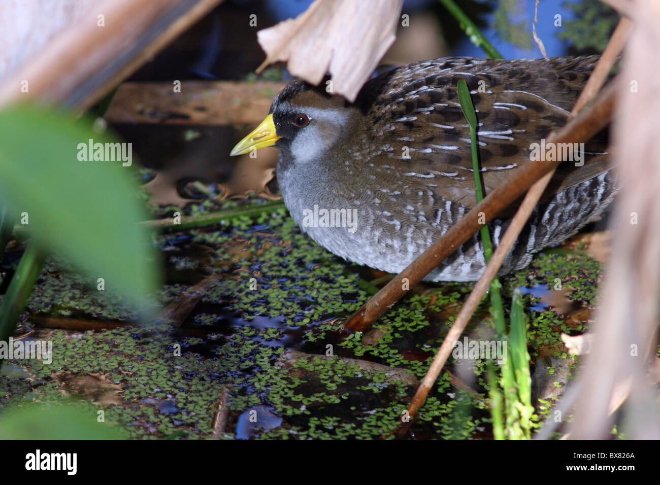 Sora bird hi-res stock photography and images - Alamy