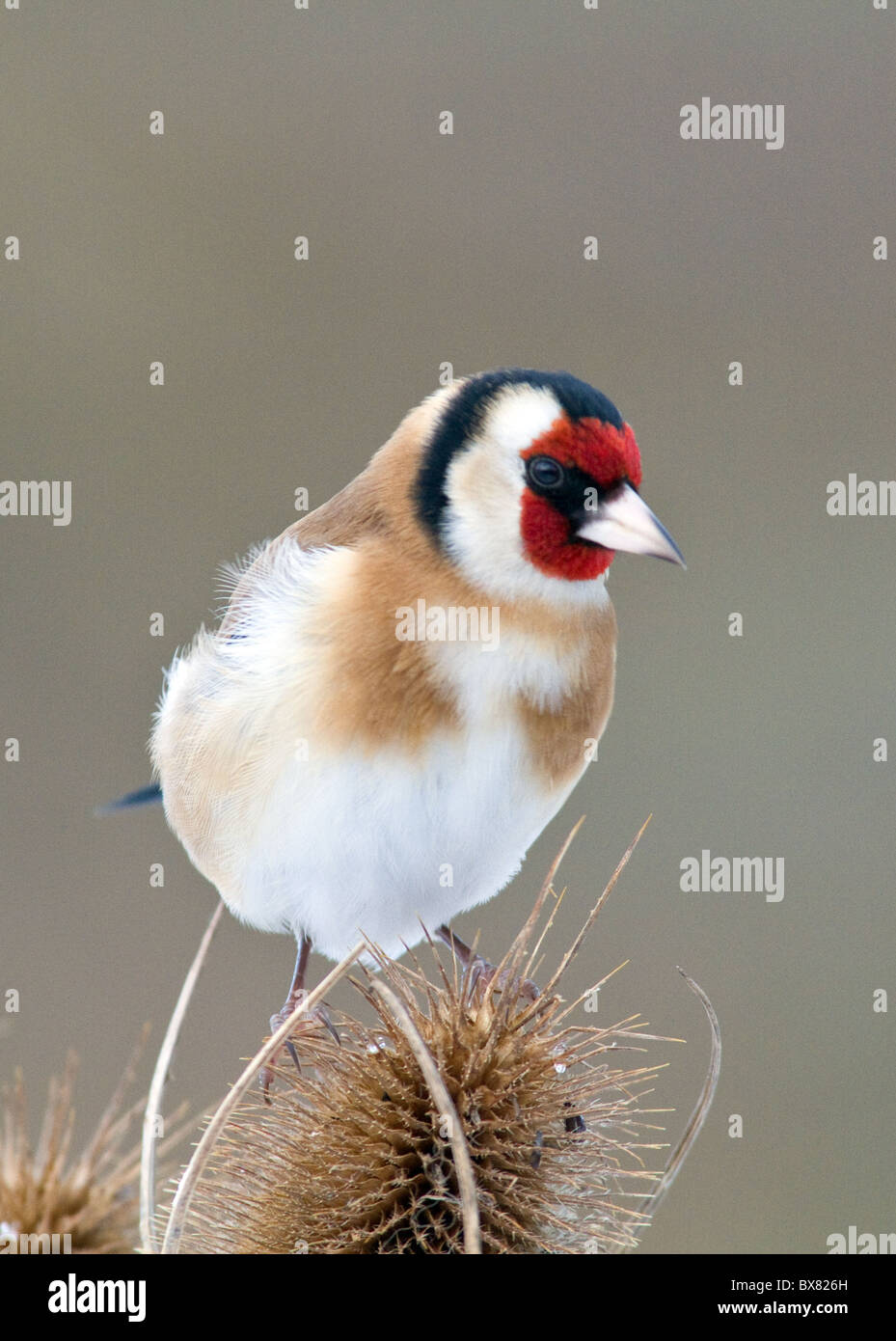 Teasel seeds for birds hi-res stock photography and images - Alamy