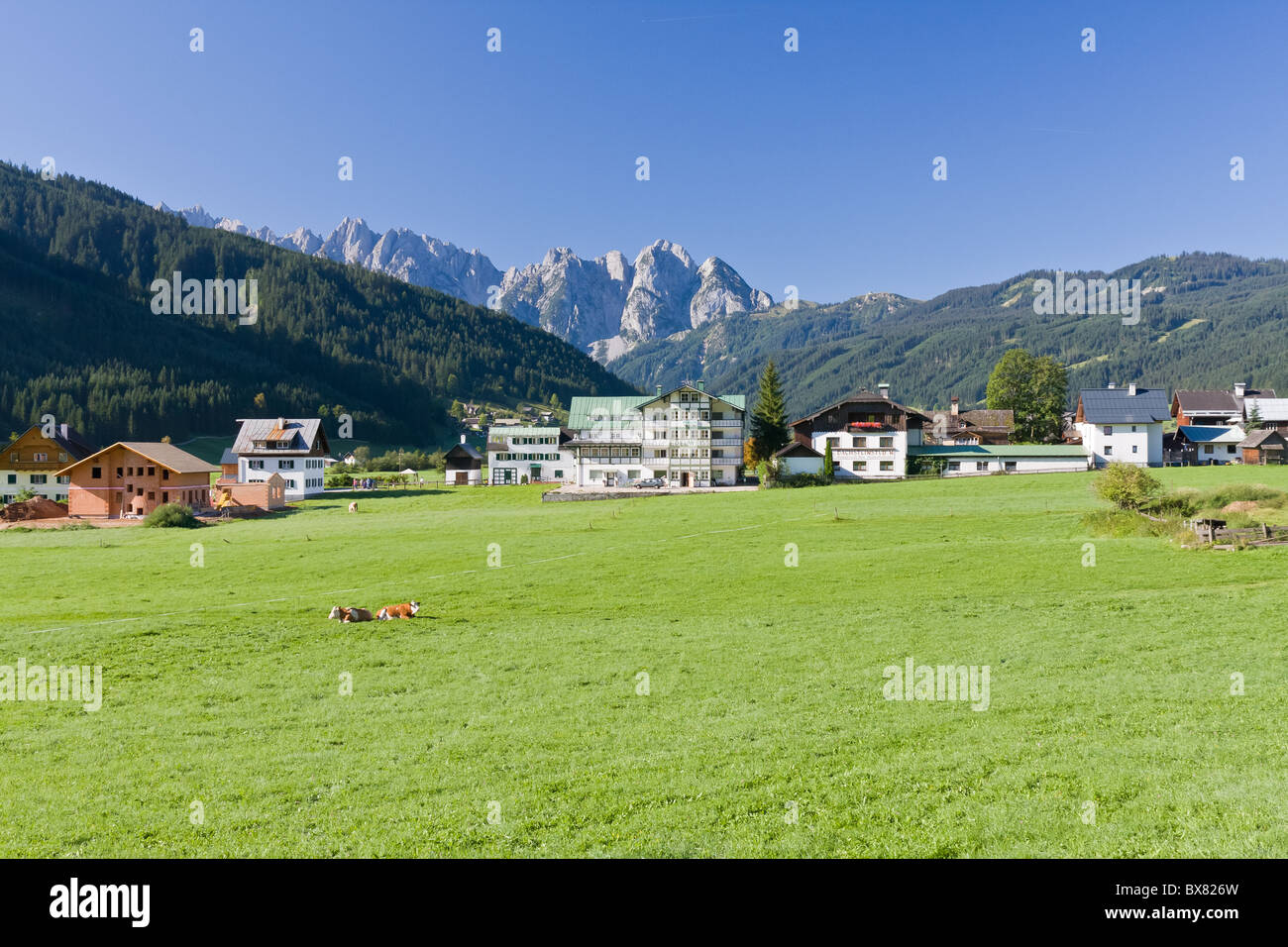 Alpine meadow herd cows hi-res stock photography and images - Alamy