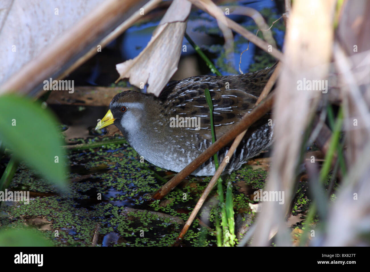 Sora bird hi-res stock photography and images - Alamy