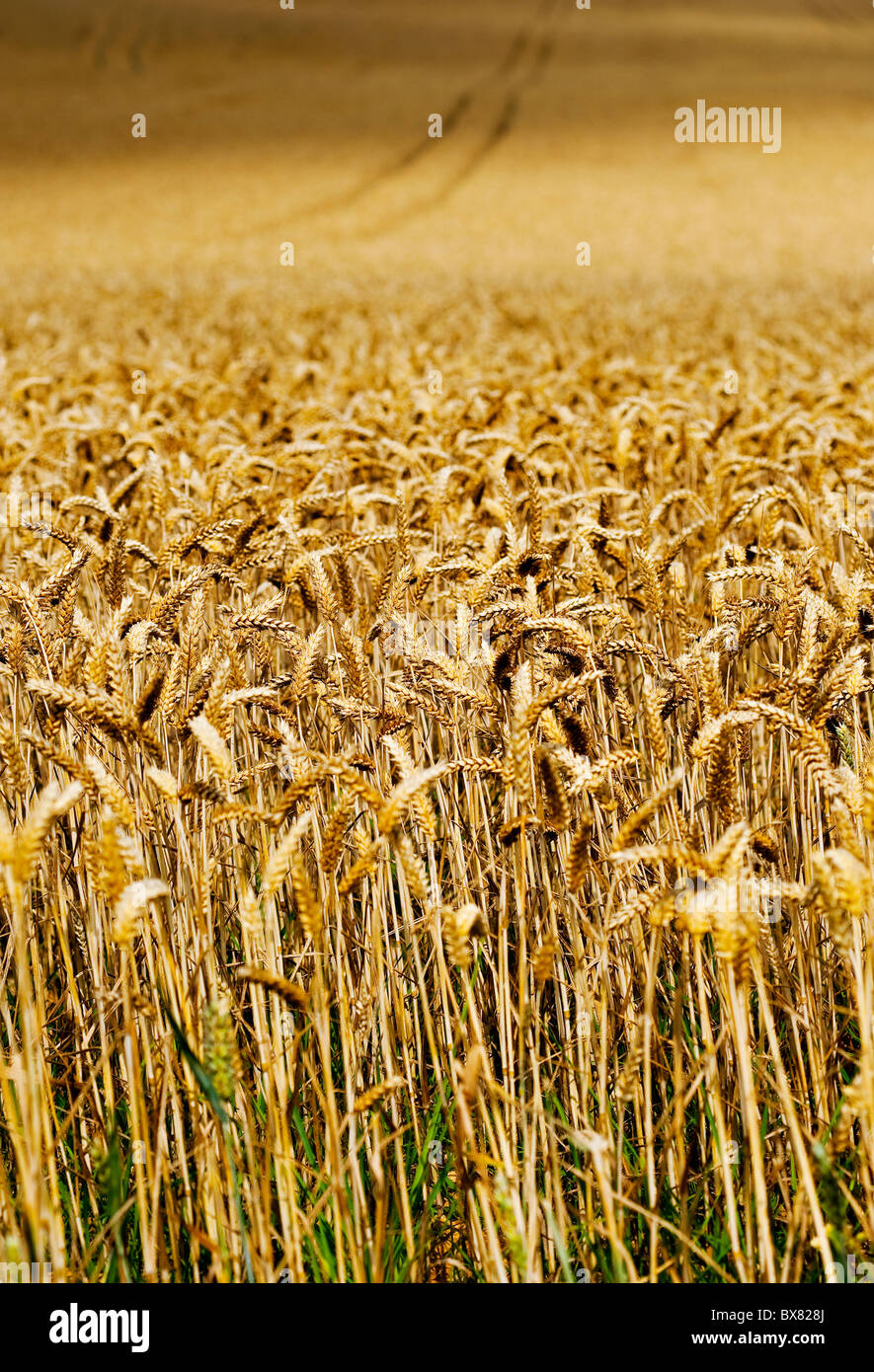Planet earth and wheat hi-res stock photography and images - Alamy