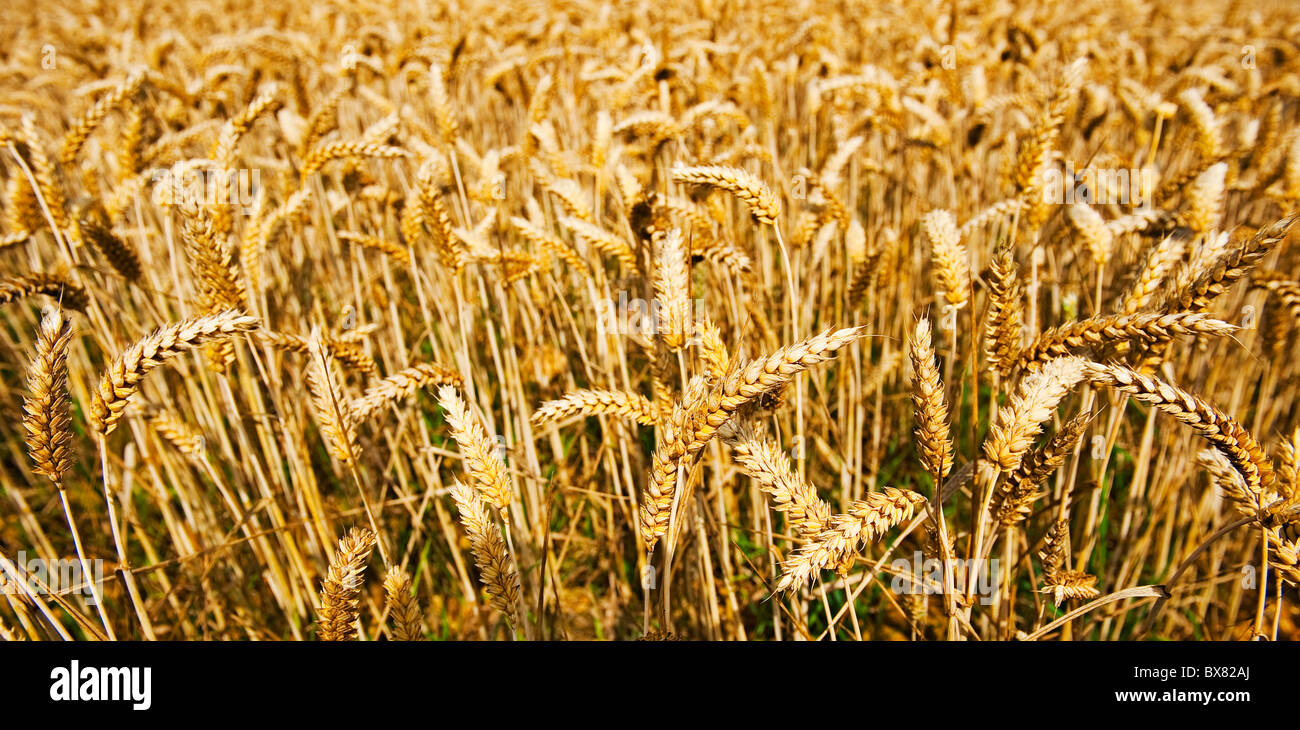 Planet earth and wheat hi-res stock photography and images - Alamy