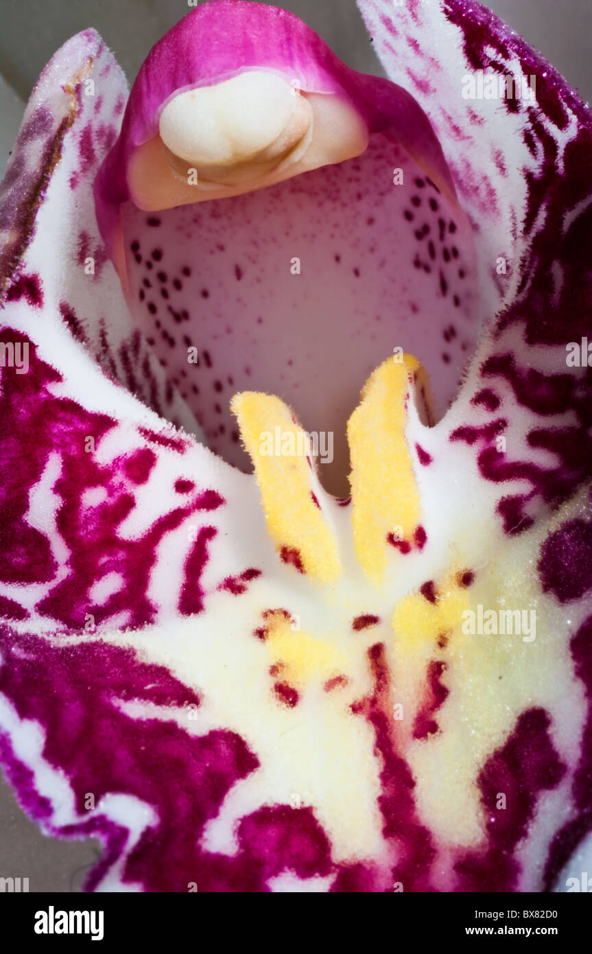Orchid Cymbindium macro Stock Photo - Alamy