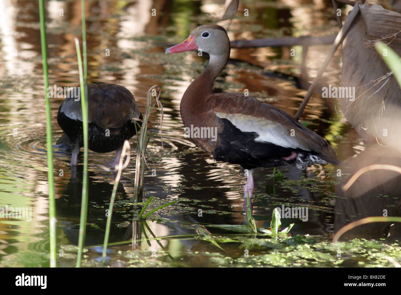Black-Bellied Tree Duck Stock Photo - Alamy