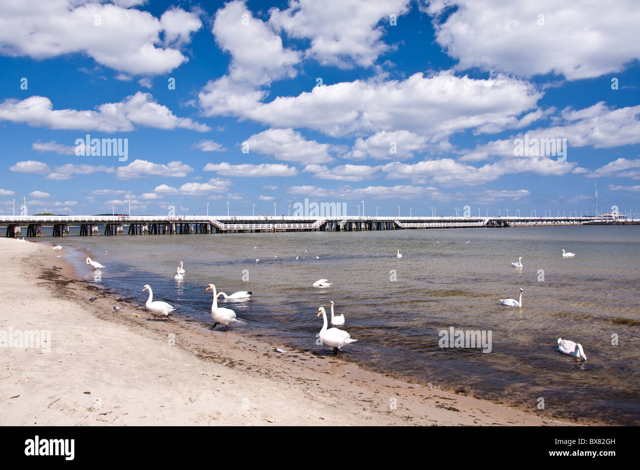 swans at wooden pier, Sopot, Poland Stock Photo - Alamy