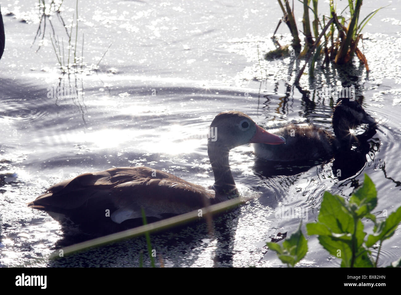 Black-Bellied Tree Duck Stock Photo - Alamy