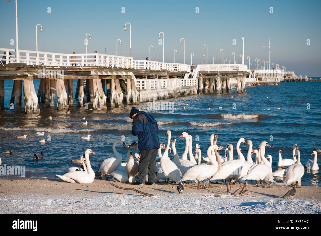 Bowness bay swan hi-res stock photography and images - Alamy