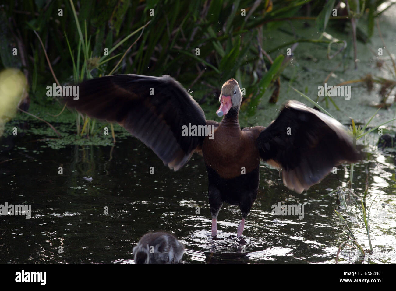 Black-Bellied Tree Duck Stock Photo - Alamy