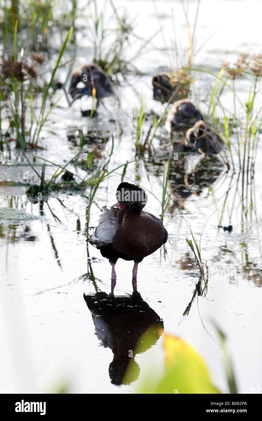 Black-Bellied Tree Duck Stock Photo - Alamy