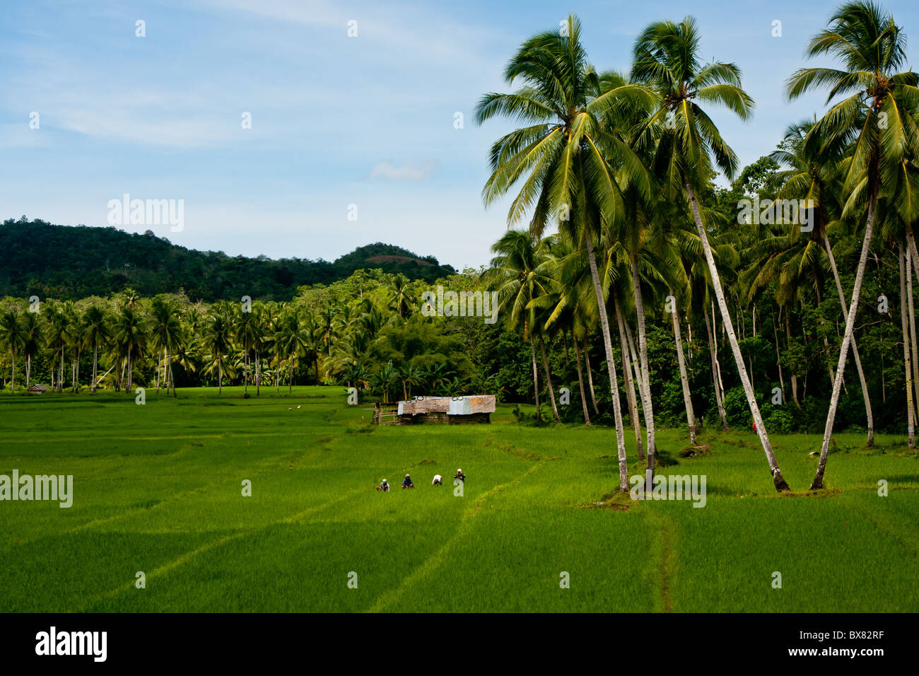 Farmers tend the rice fields in Bohol Stock Photo - Alamy