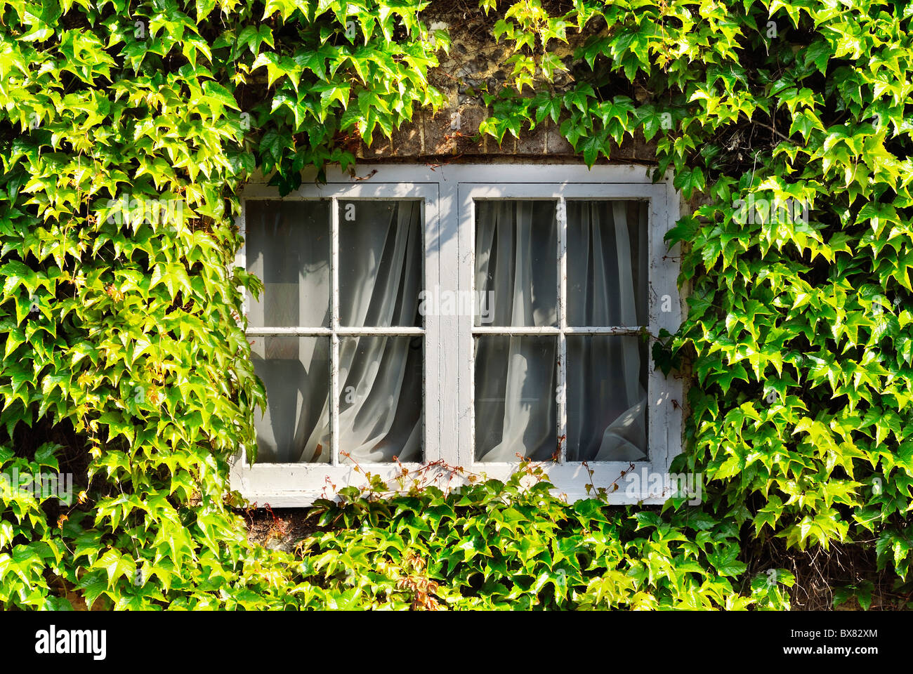 Detail of Ivy growing around a window of a house, The Street, Bramber ...