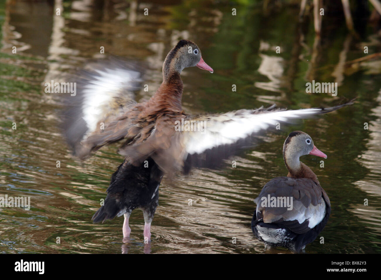 Black-Bellied Tree Duck Stock Photo - Alamy